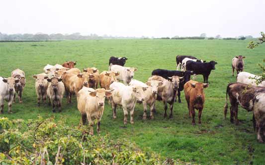 Wales Flora and Fauna